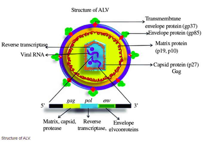Một số đặc tính sinh học phân tử của virus gây bệnh Leucosis ở gà nuôi ...